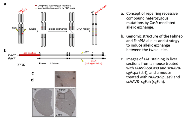 Repairing Compound Heterozygous Recessive Mutations By Allele Exchange