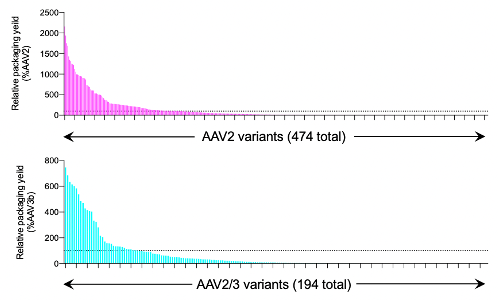 Novel AAV capsid variants